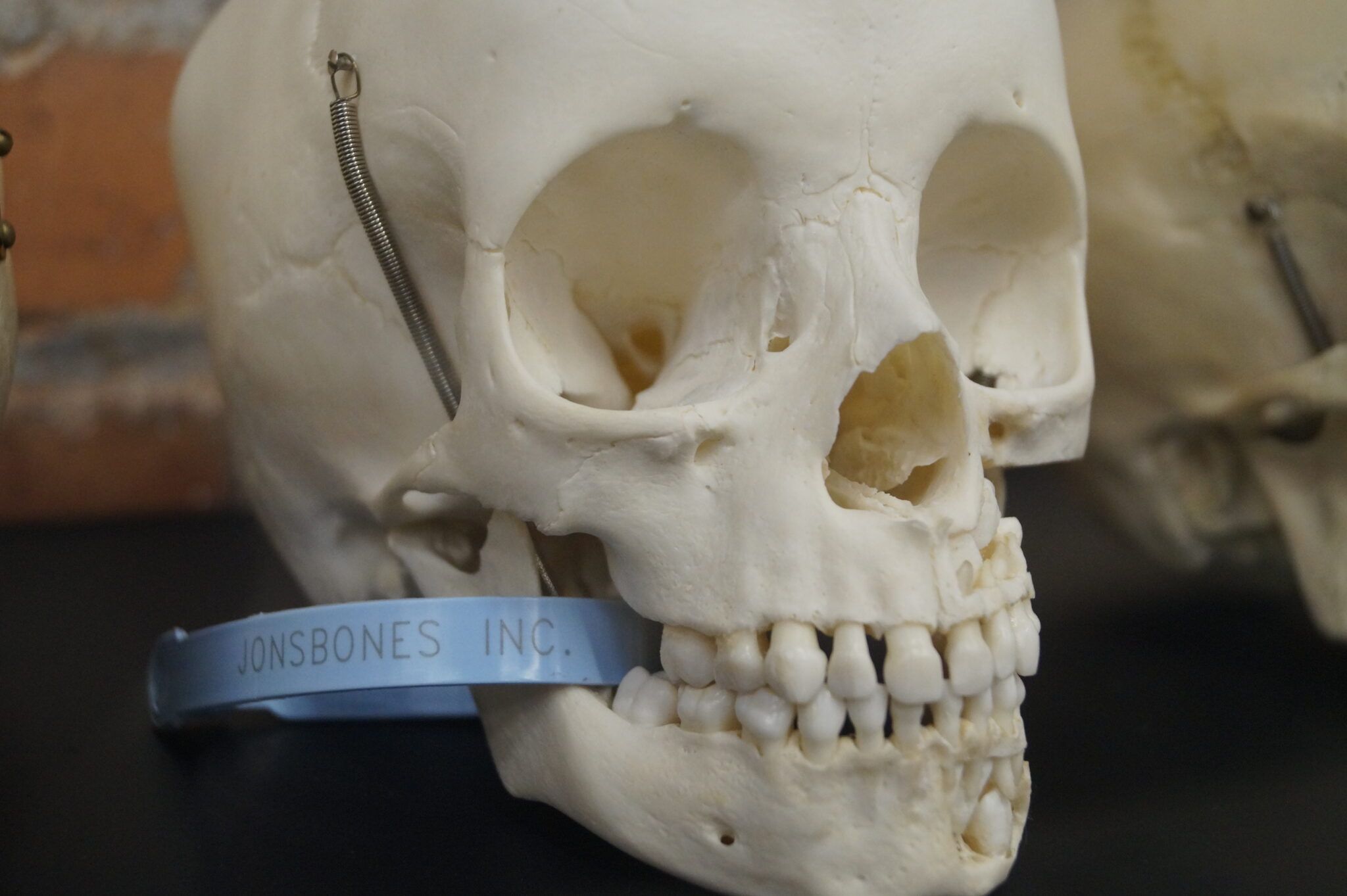 There’s Bones In Bushwick, And He's Got Them | Bushwick Daily