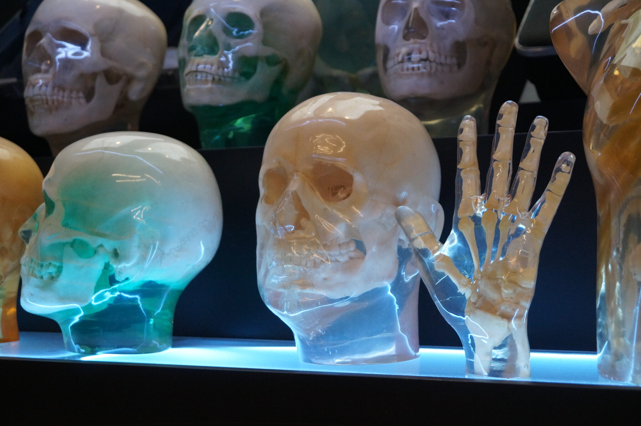 There’s Bones In Bushwick, And He's Got Them | Bushwick Daily